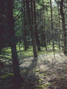 Green 🐸 Weekdone – Weekdone